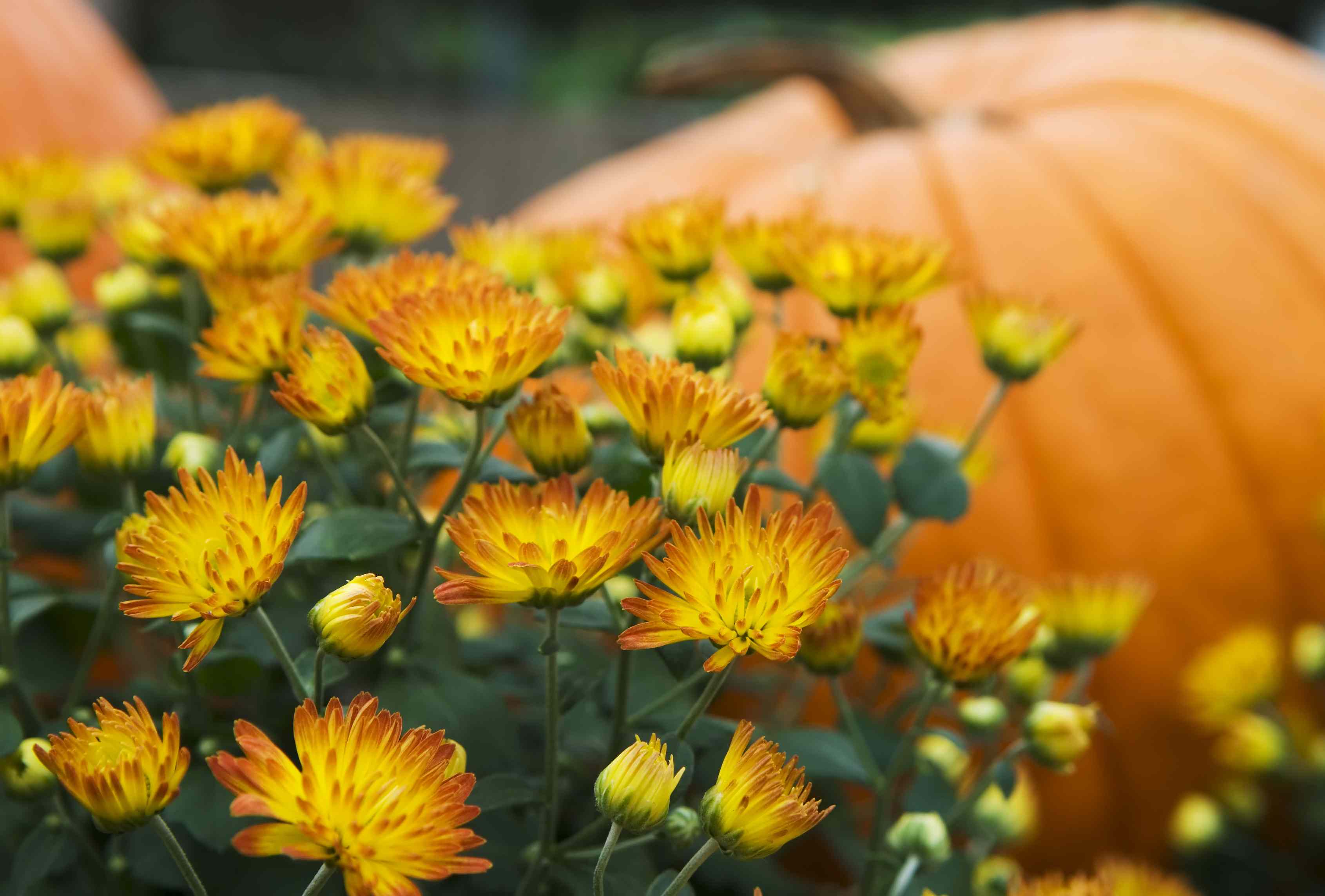 We Asked a Gardener If Mums Will Come Back Next Year—We Had No Idea