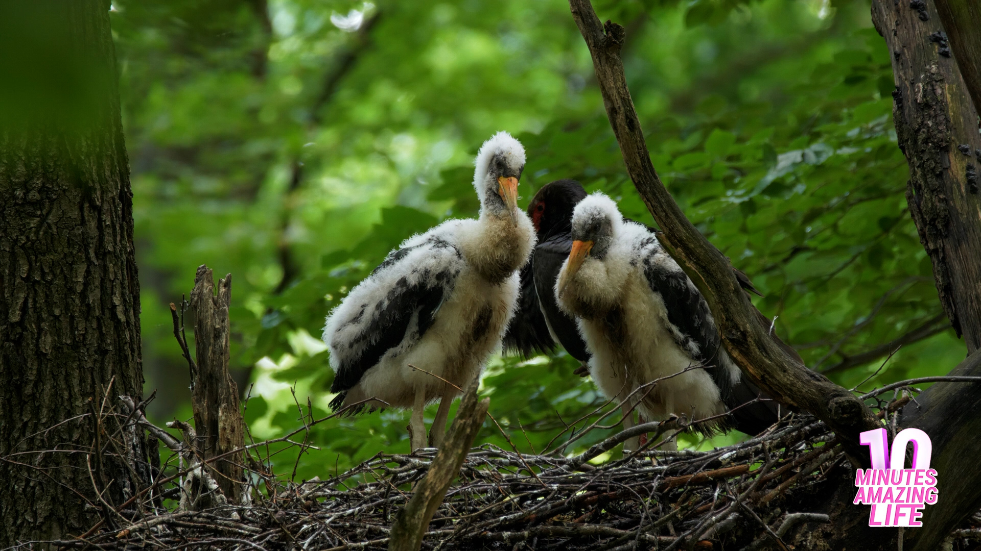 Young Storks Standing in the Forest Nest