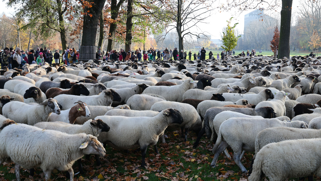 Make way for the flock! Hundreds of sheep head through German city to ...