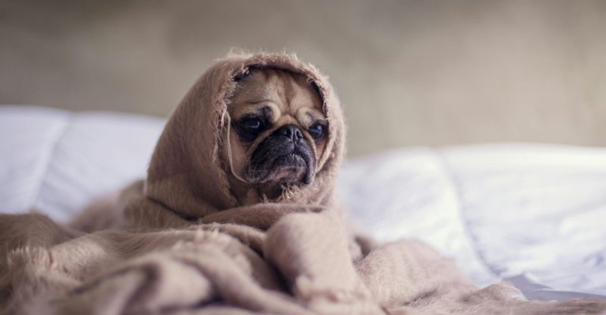 14 Little Dog Breeds With Big Hearts and Endless Affection