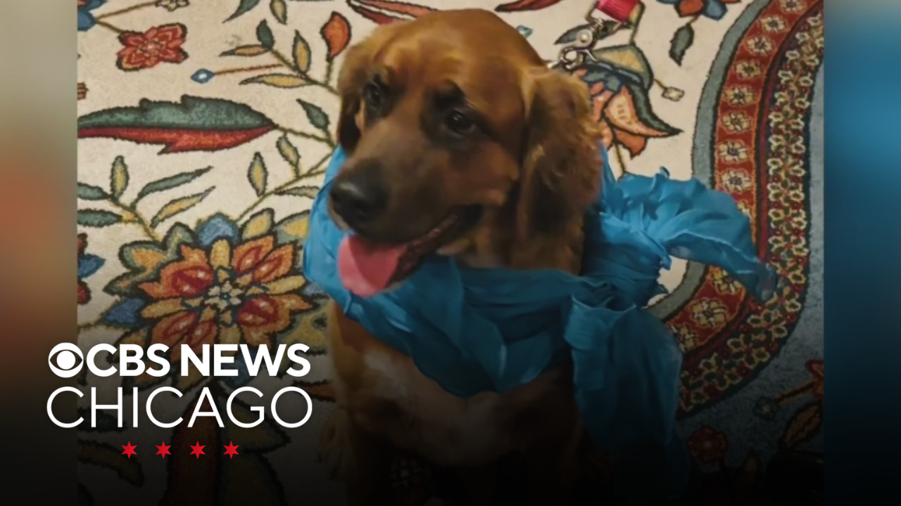 PAWS Chicago fur ball, iguanas in cold | What Caught My Eye