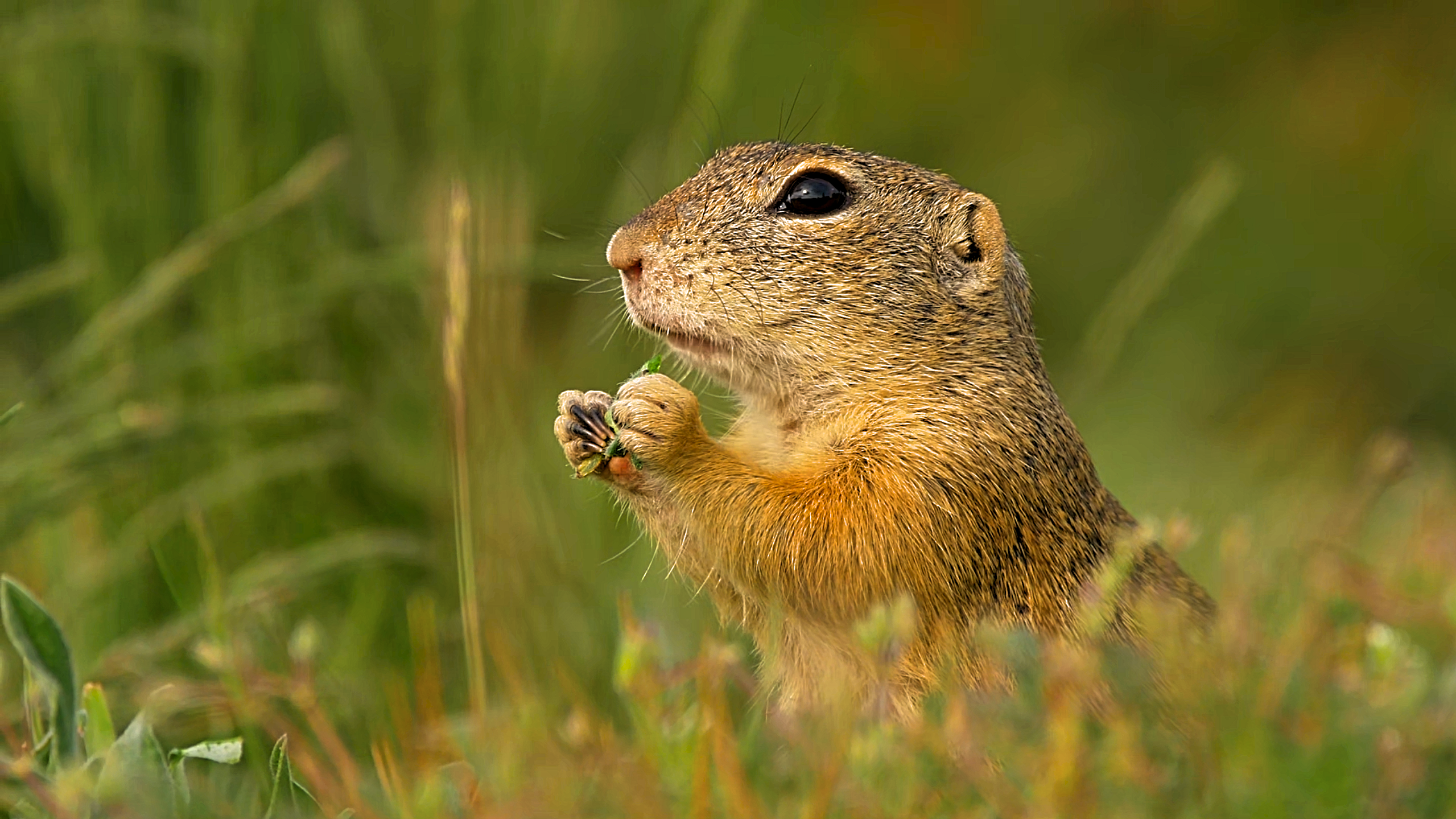 I Captured a Close-Up of a Squirrel Having Its Breakfast