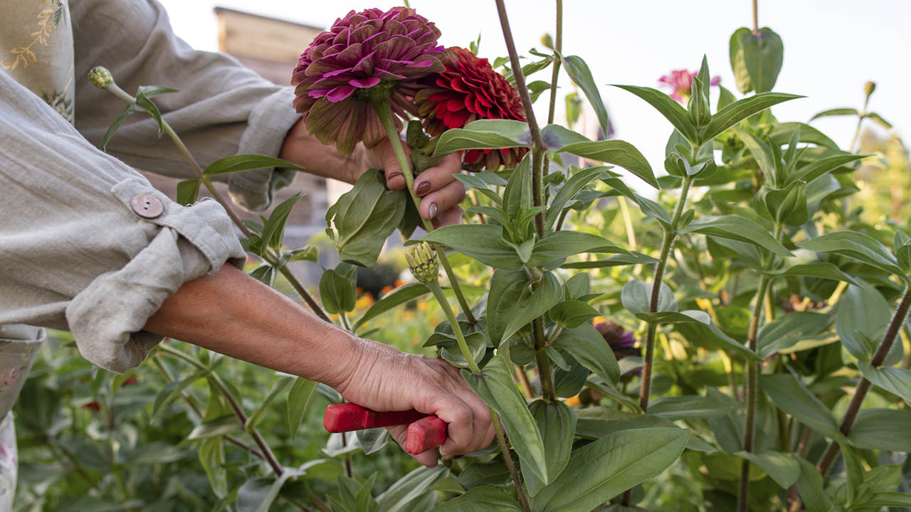 Gardening Mistakes To Avoid If You're Growing Zinnias This Year