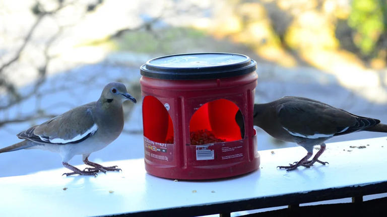 Repurpose An Old Coffee Container And Turn It Into A Simple Bird Feeder