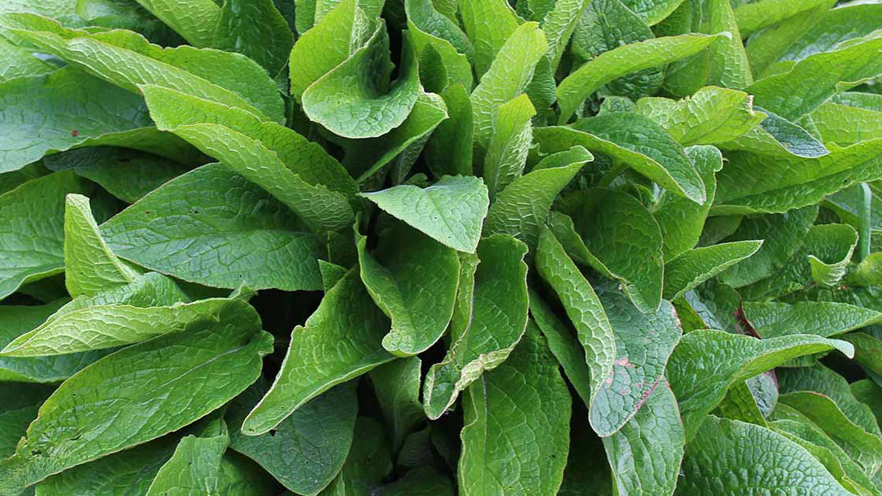 8 Reasons Why You Should Grow Comfrey