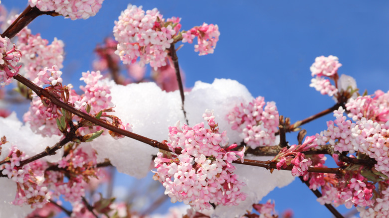 10 Beautiful Blooming Shrubs That Can Survive Frost In Winter