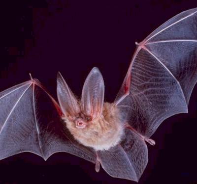 These Animals Are Used to Represent Death