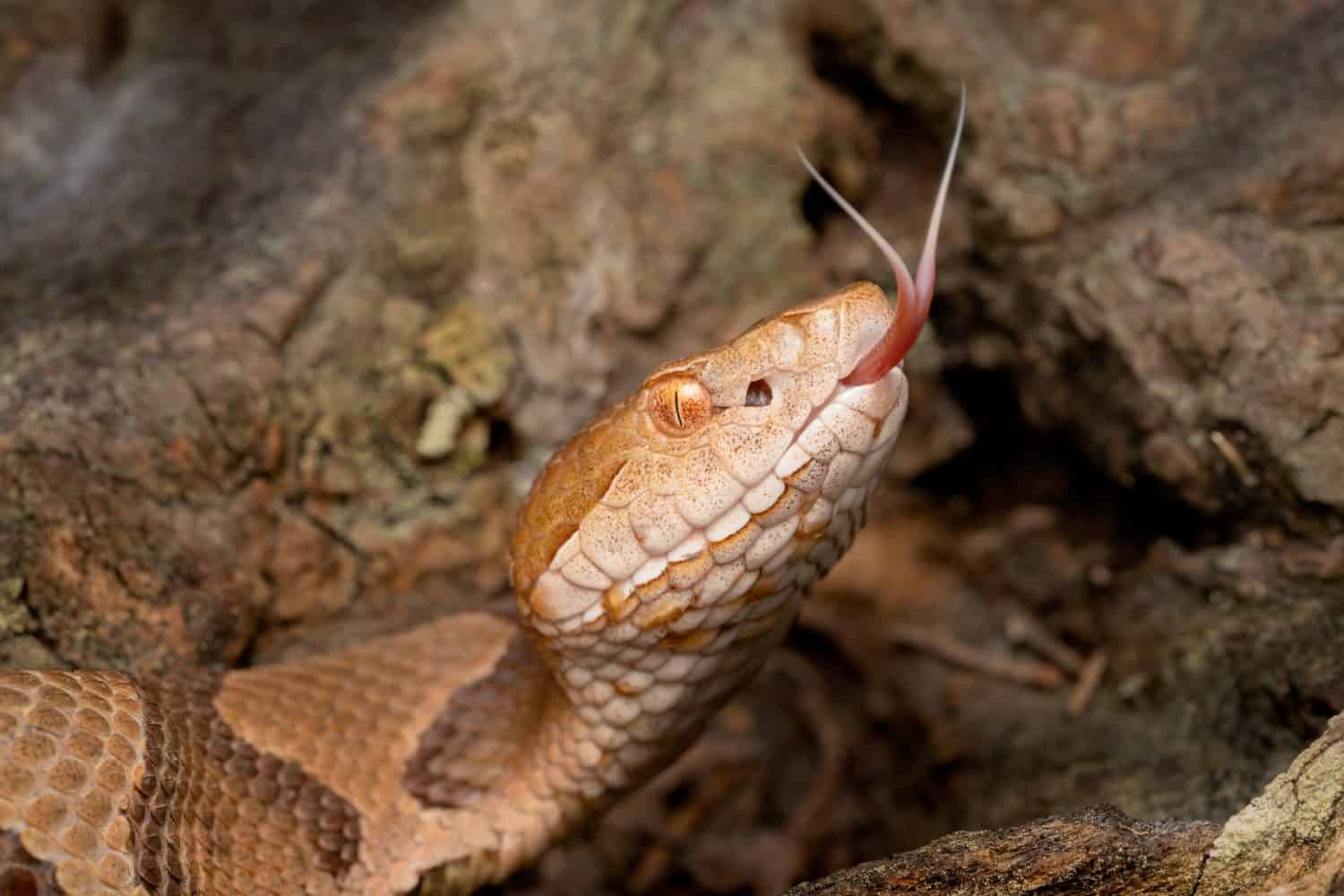 40 of the Coolest Facts About Snakes