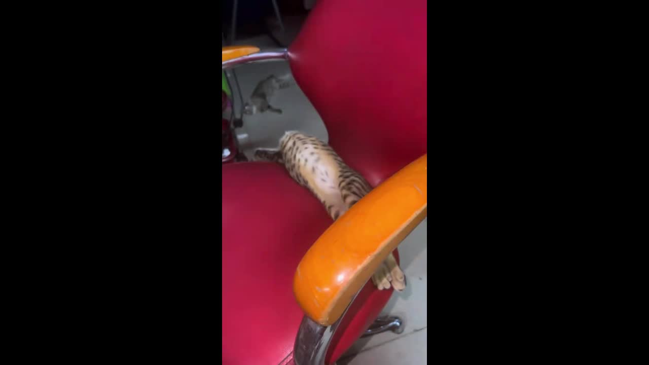 Cat hilariously slides off chair while asleep in Cambodia