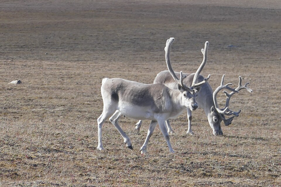 The 18 rarest animals still surviving in the Canadian wilderness