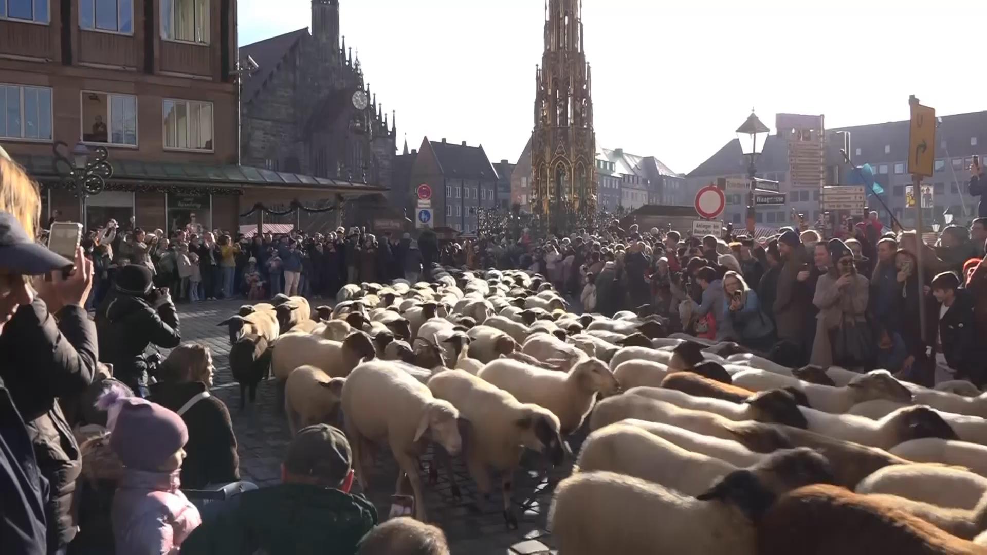 Un-baa-lievable! Sheep make their way through German city as herd moved ...