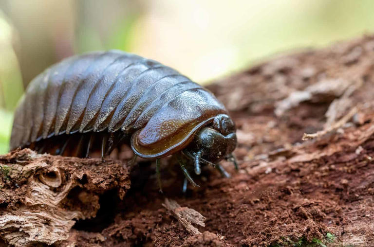This Swarm of Millipedes Looks Like Moving Meatloaf
