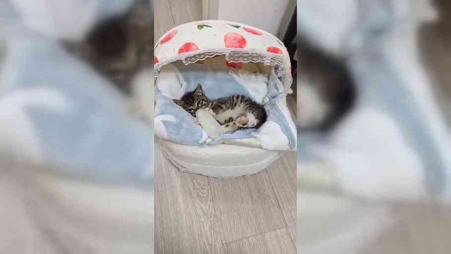 El gatito que lucha con el biberón como un guerrero y termina vencido ...