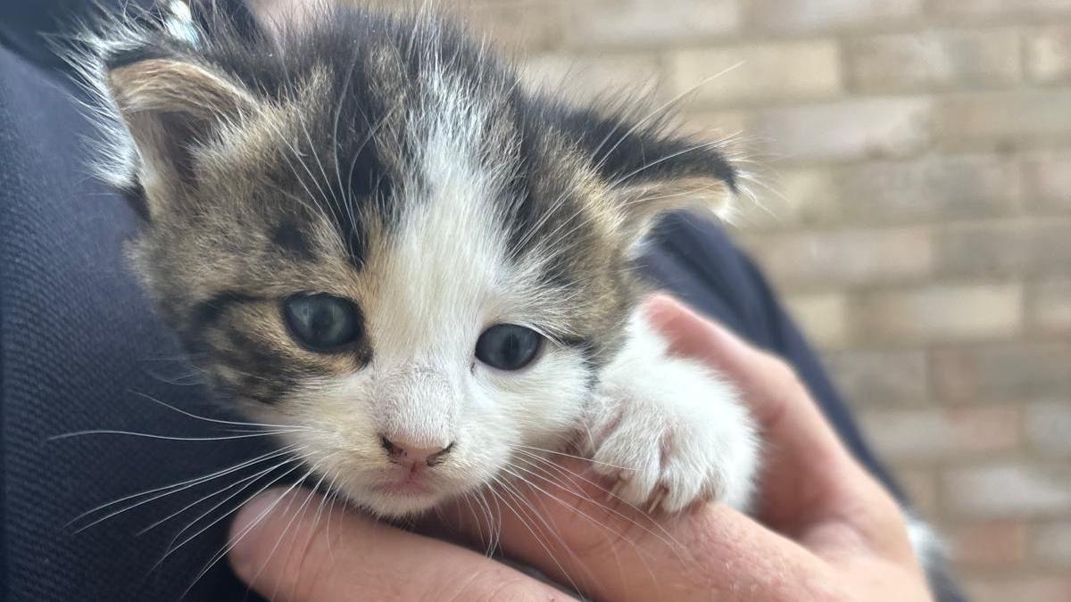 Waste disposal workers adopt cats found at site