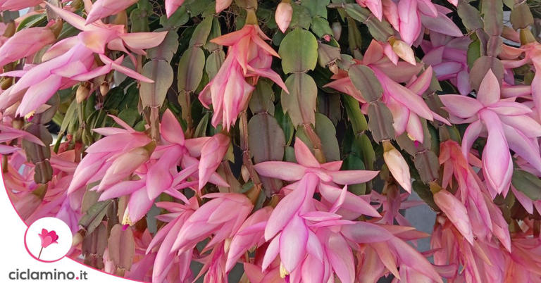 Per un cactus di Natale che mostra una fioritura piena e maestosa fai ...