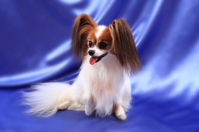 6 Lovable Dog Breeds With Ears That Deserve Their Own Fan Clubs