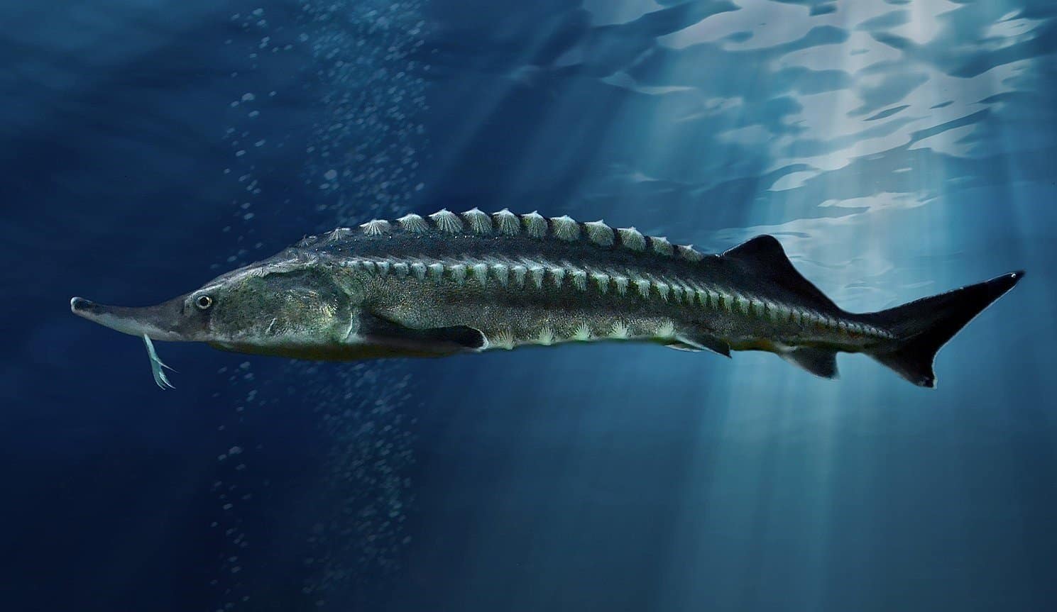 Sea monsters: The biggest fish in the ocean today