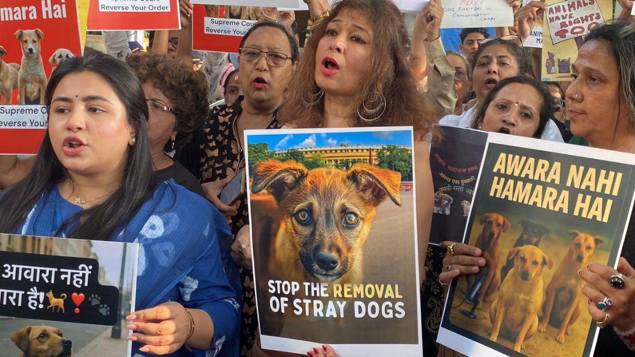 IN PHOTOS Animal lovers protest in Mumbai as SC order to remove stray ...
