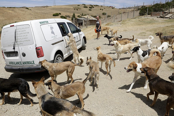 Morocco urged to halt dog cull amid World Cup plans
