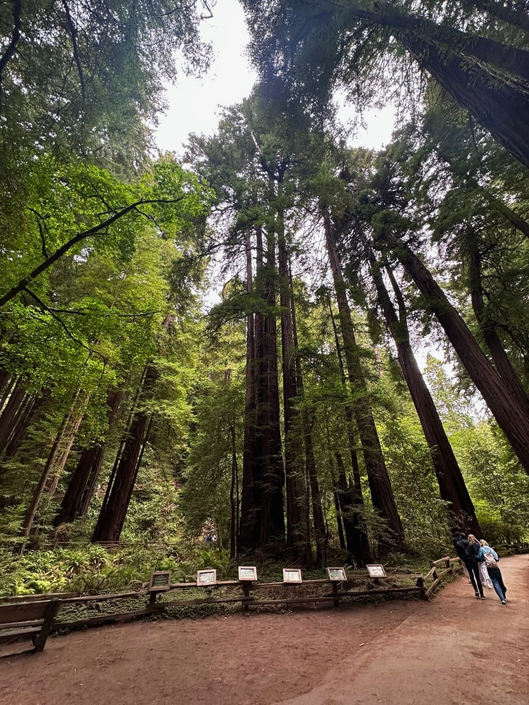 5 Reasons Muir Woods National Monument Left Us in Awe