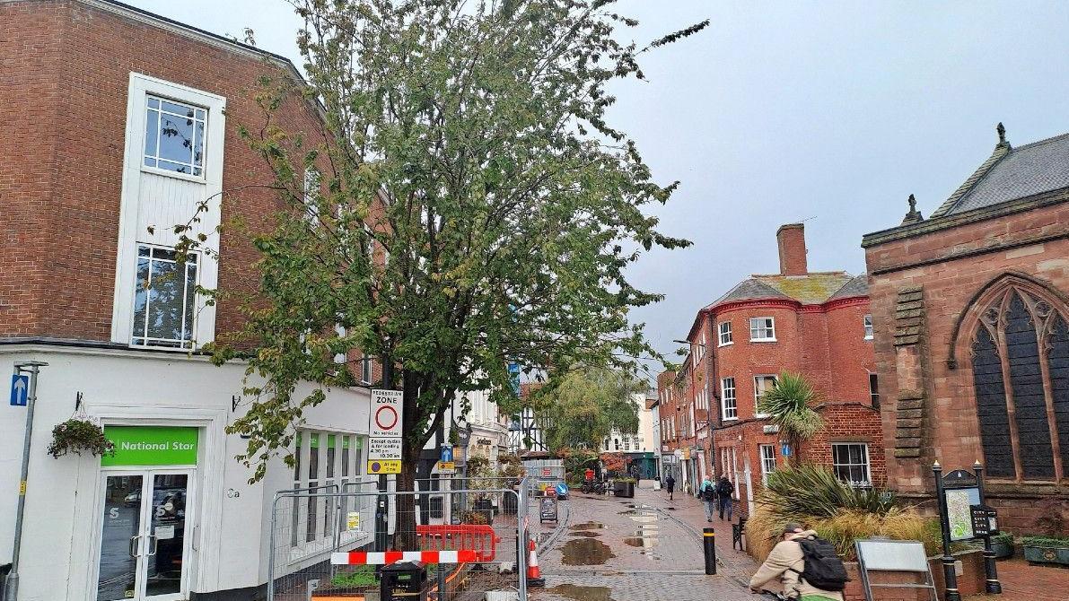 City centre cherry tree to be felled