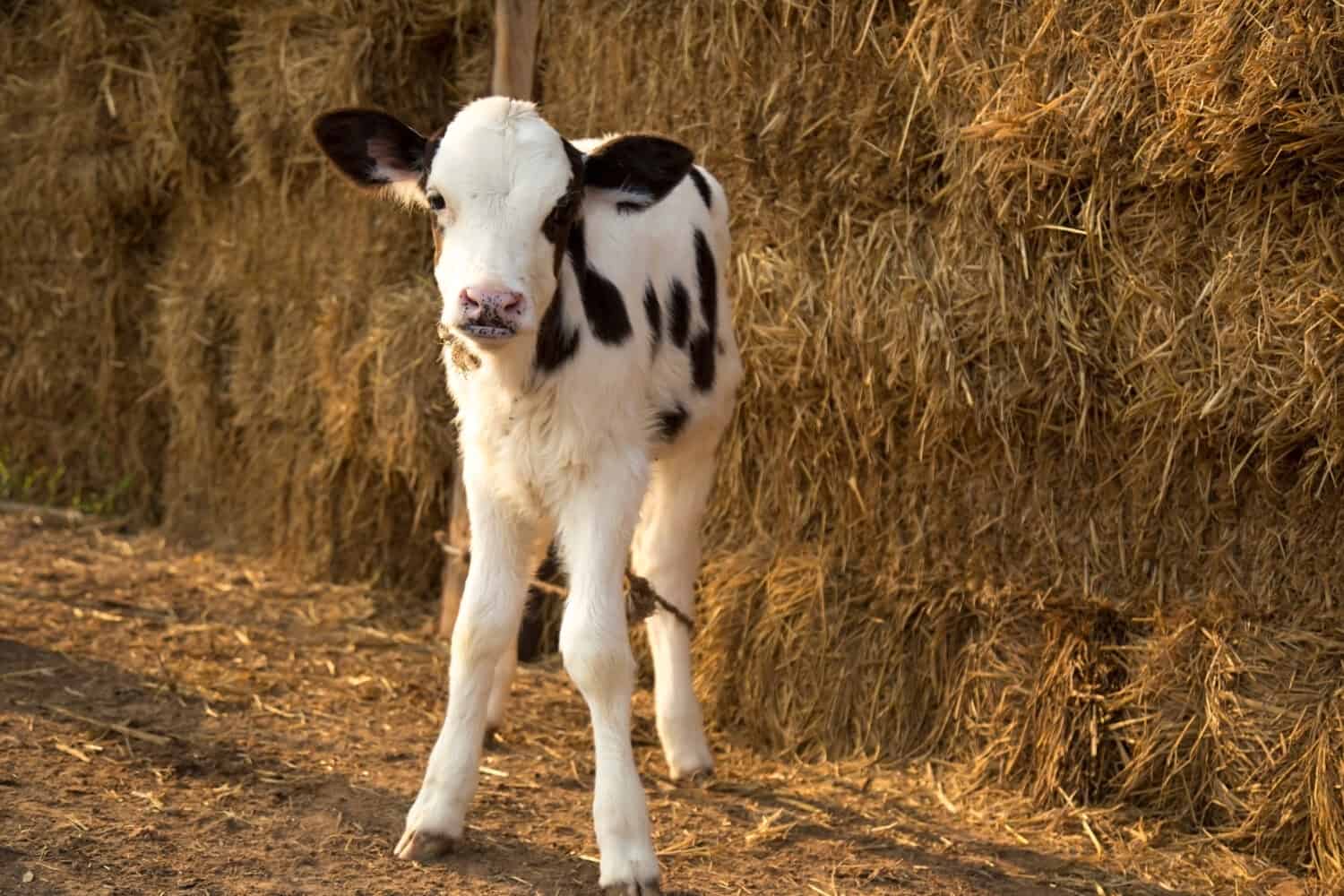 20 of the fastest births in the animal world