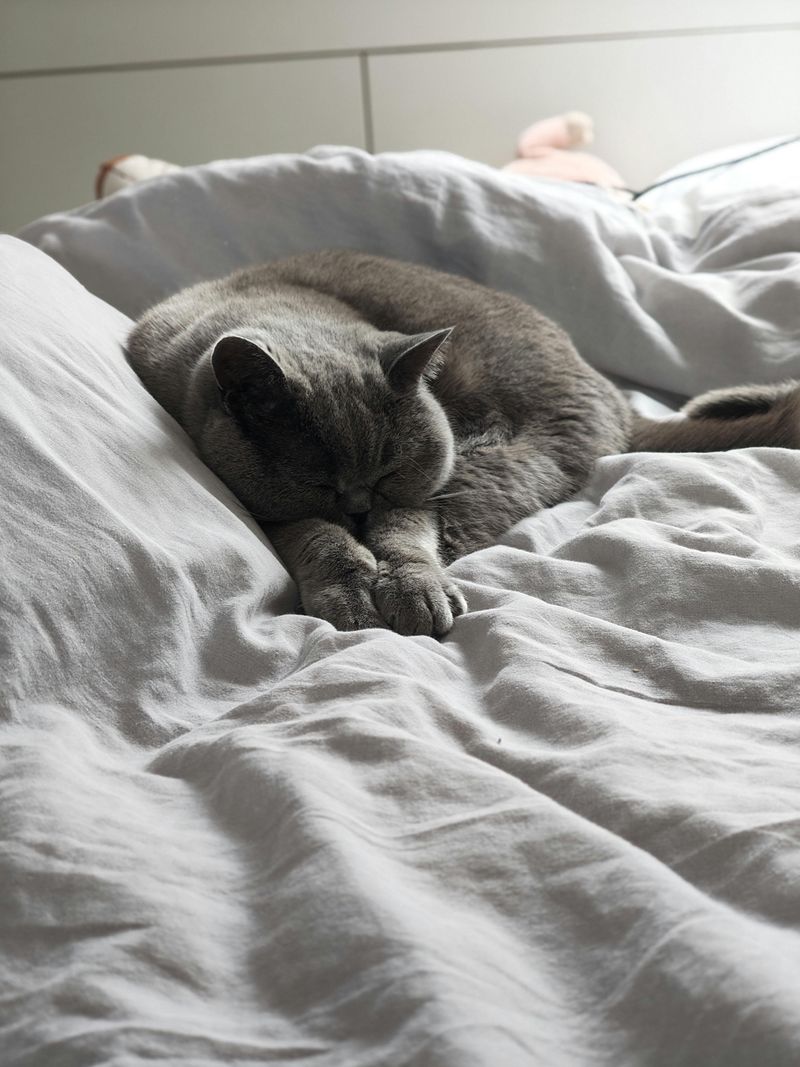 13 Signs Your Cat Is Your Soul Cat