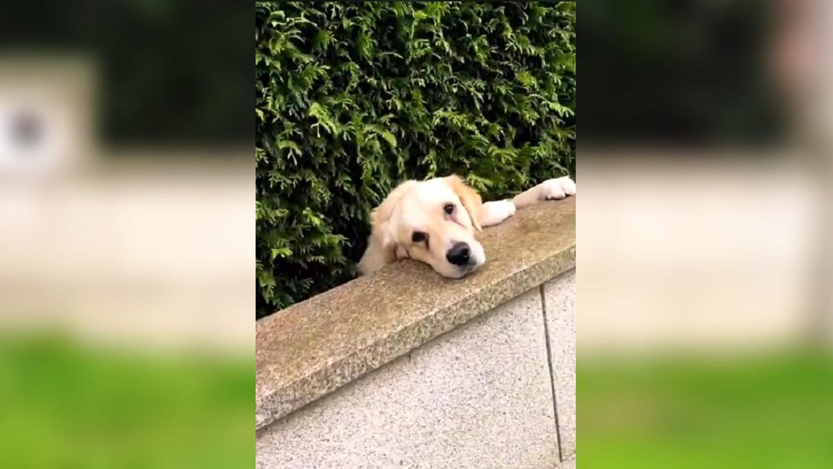 Vídeo: 7 millones de personas mueren de risa con el perro chantajista ...