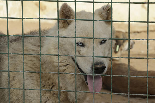 Morocco urged to halt dog cull amid World Cup plans