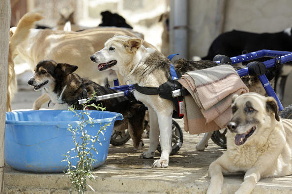 Morocco urged to halt dog cull amid World Cup plans