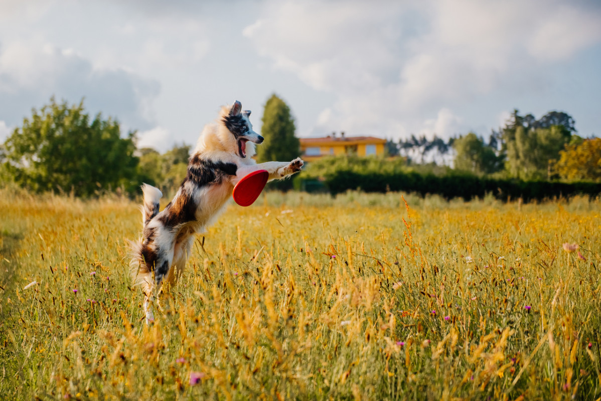 400+ Country Dog Names With Meanings for Your Southern Pup