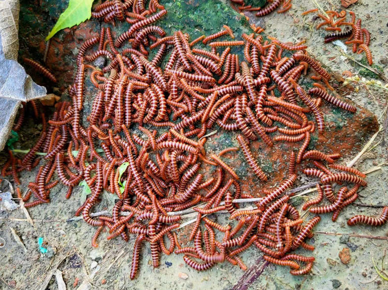 This Swarm of Millipedes Looks Like Moving Meatloaf