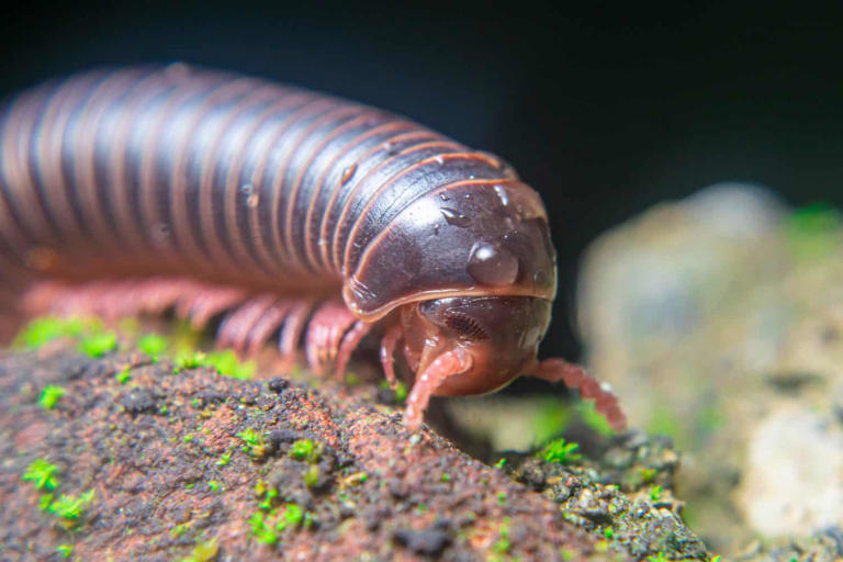 This Swarm of Millipedes Looks Like Moving Meatloaf