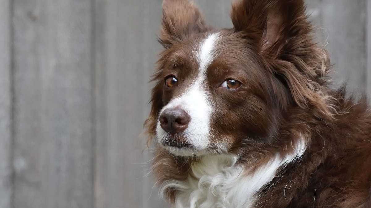 9 comportamientos que indican que tu perro confía plenamente en ti