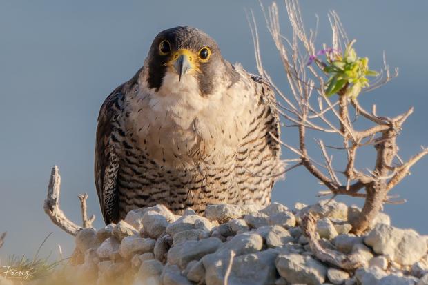 Falcon stares down the lens in this week's County Press Camera Club gallery