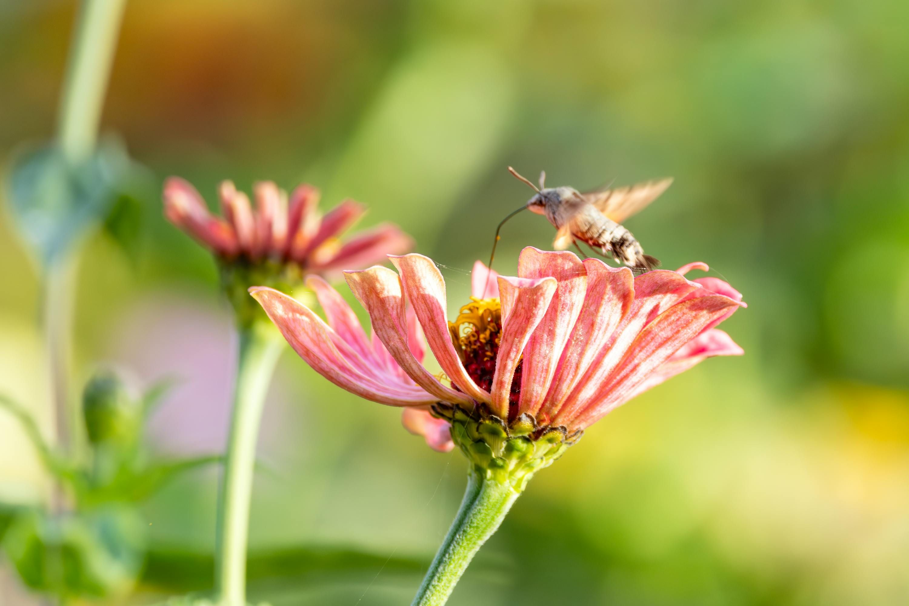 ¿Qué significa que entre un colibrí a tu casa según el Feng Shui?