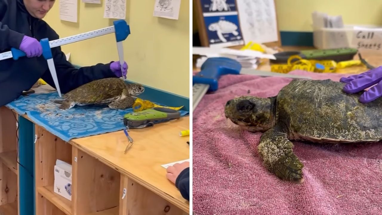 ** 45 Sea Turtles Rescued from Cape Cod Beaches in 48 Hours