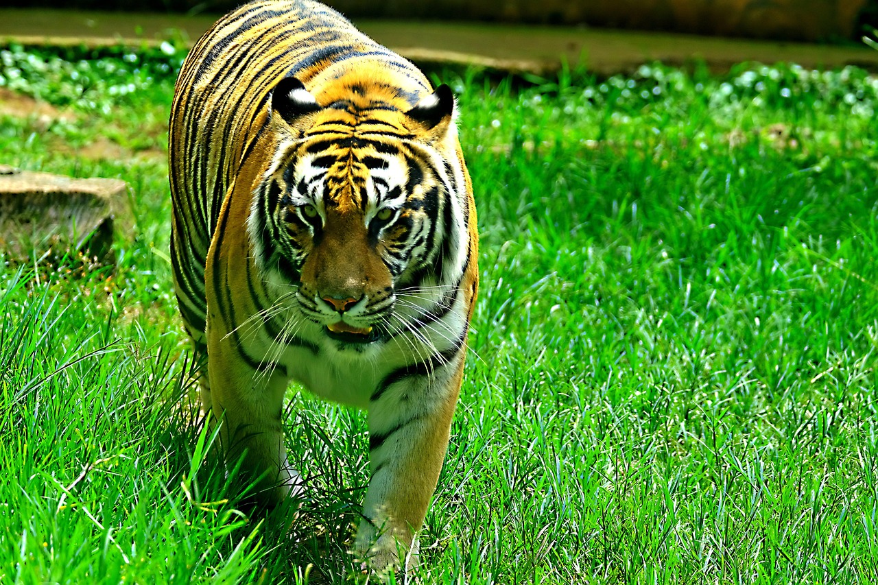 13 Predators That Still Hunt Humans and Where They Roam