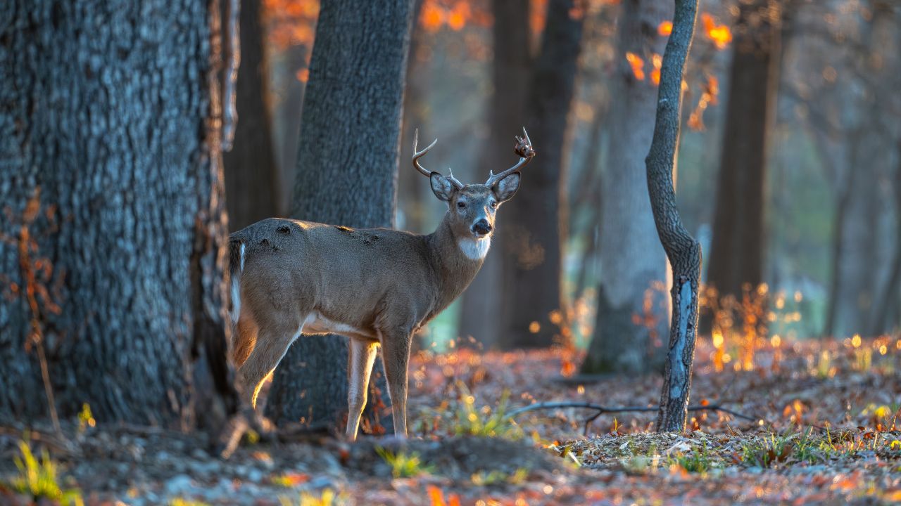 The best deer rifles you can pass down for generations
