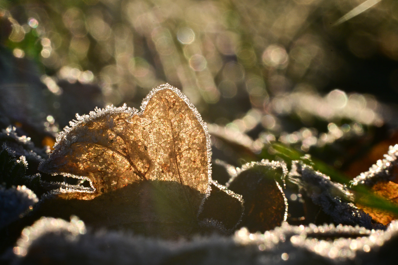 Eerste vorst van najaar gemeten, bijna maand later dan normaal