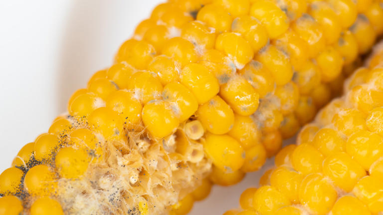 The Telltale Sign Your Corn On The Cob Won't Be Very Tasty