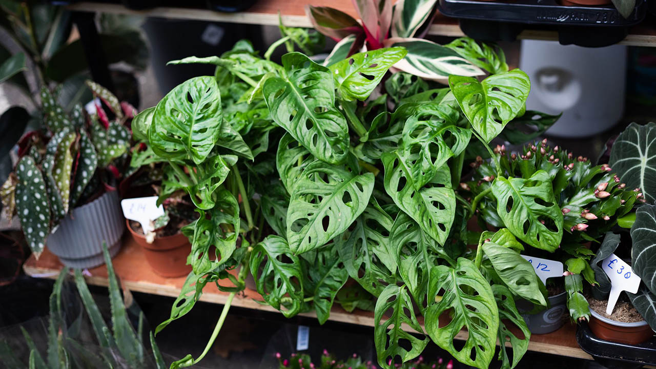 8 Vining Plants That Are Easy To Grow Indoors