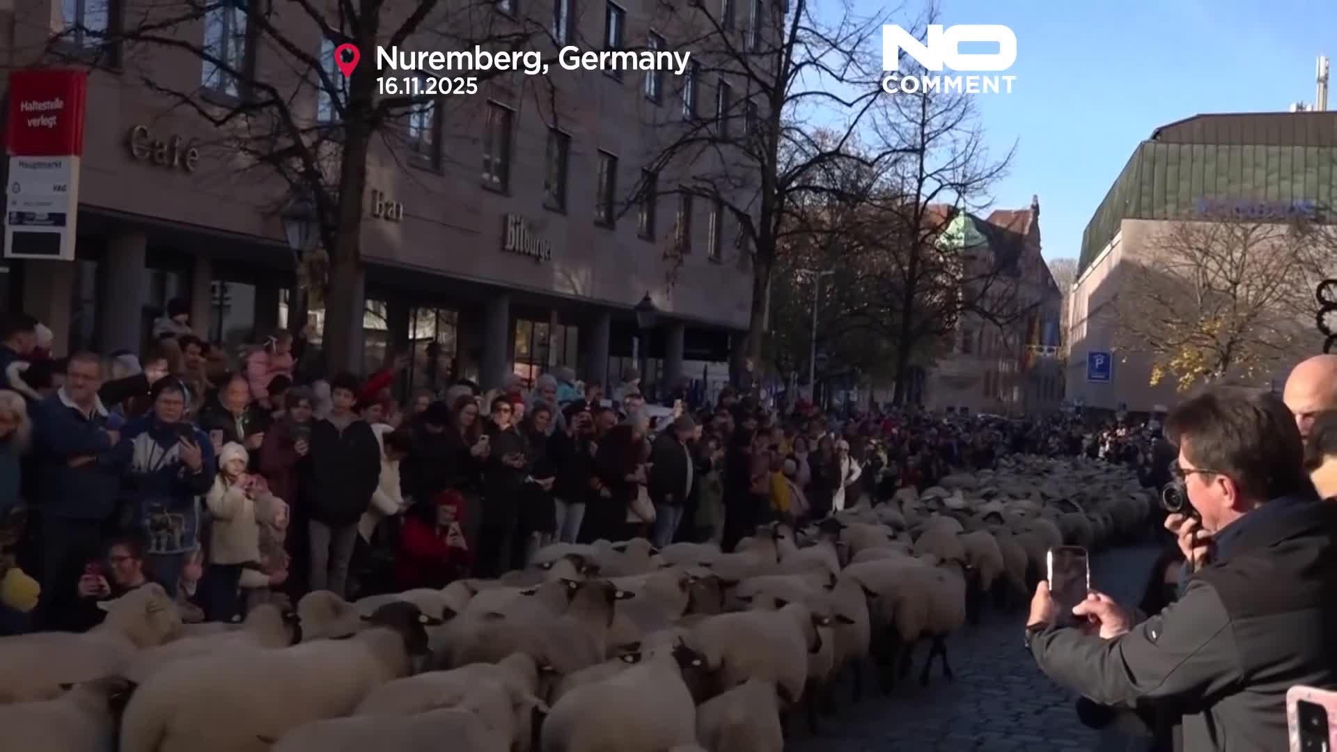 Sheep herds move through German cities for winter pastures