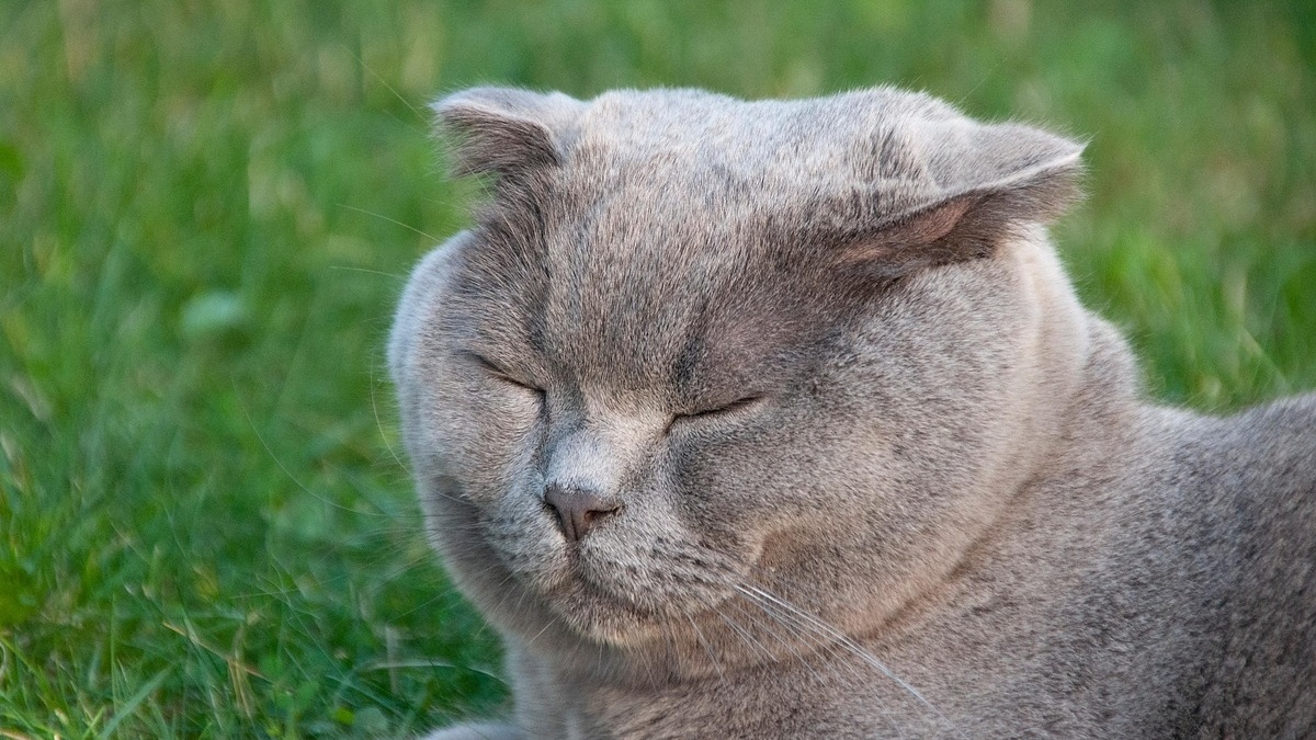 9 calm and loving cat breeds that are better company than a dog
