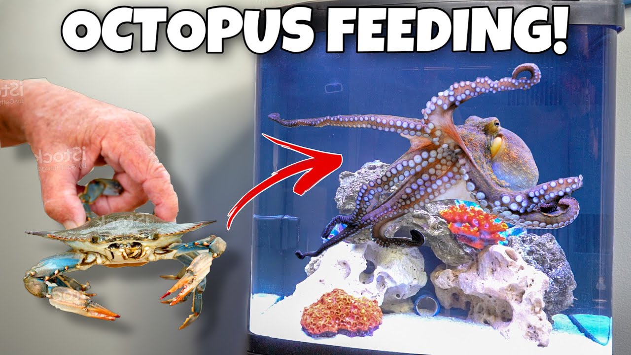 Feeding my pet octopus live crabs!
