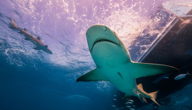 Kayaker shares scary video of up-close encounter with shark in middle ...