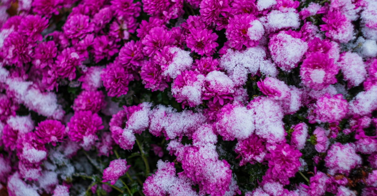 15 Blooms That Turn Vibrant as Temperatures Drop