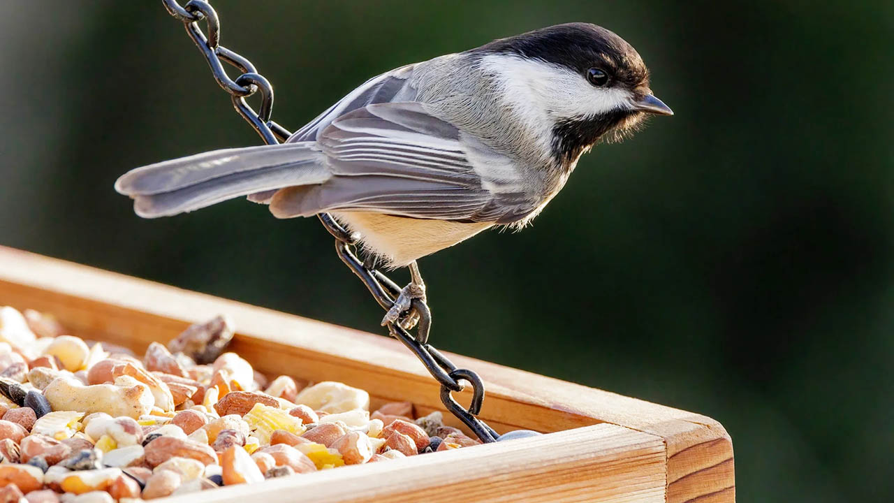 Chickadees Are The Ultimate Garden Pest Control – Here's How To Attract ...