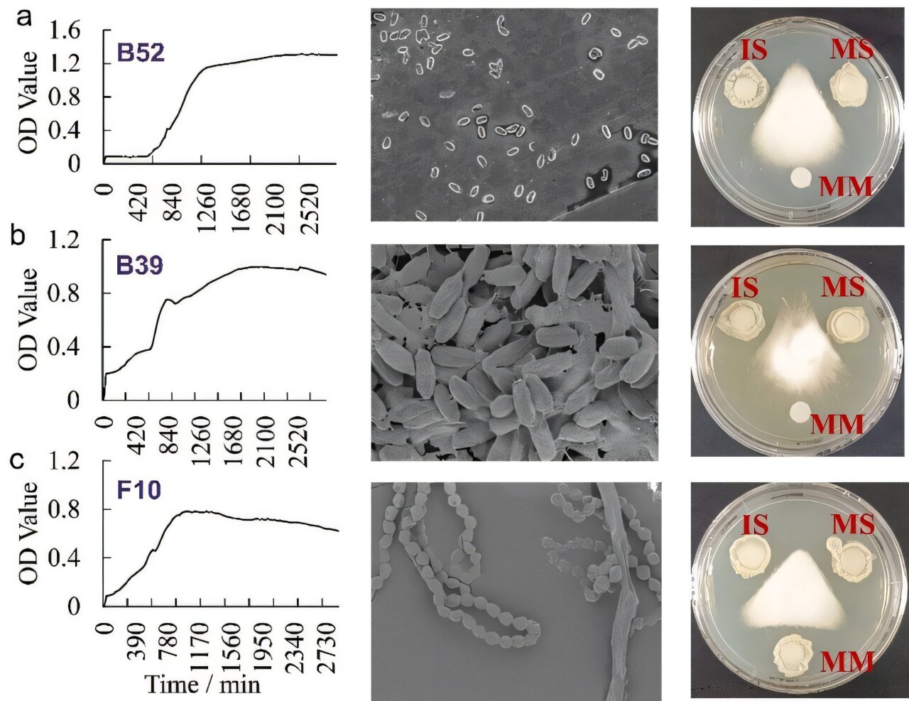 Engineered endophytic microbiomes boost crop health and suppress soil ...