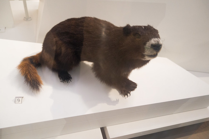 The 18 rarest animals still surviving in the Canadian wilderness